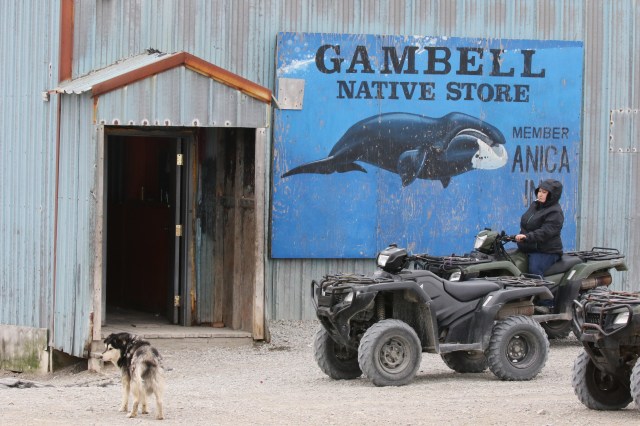 Birding in Gambell: Native and White cultures come together at the edge ...